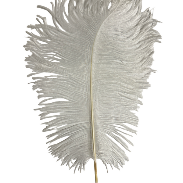 White ostrich feather plumes store